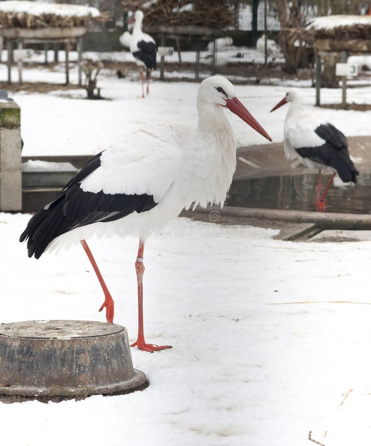 Stork stock photo. Image of snow, walking, black, park - 13510276