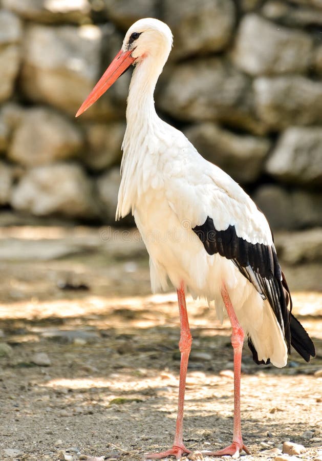 Stork stock image. Image of grass, orange, beak, bill - 151748601