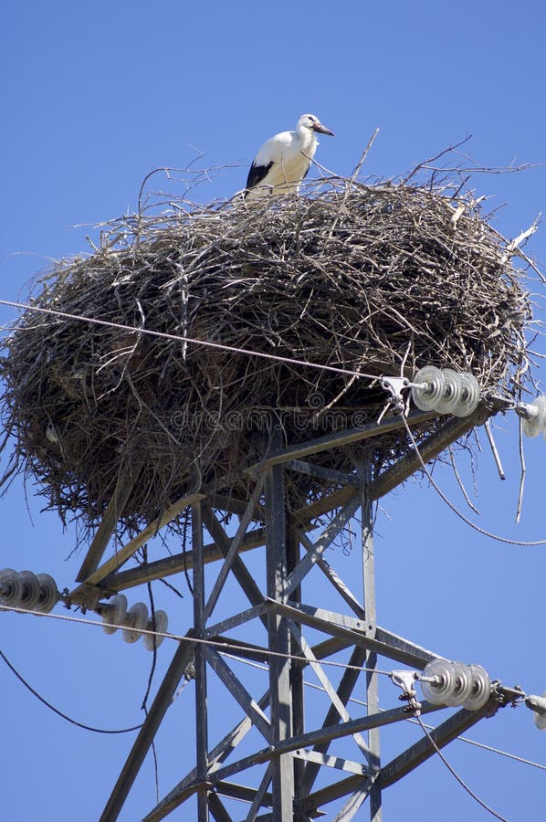 Little Ponderosa stock image. Image of cowboy, hide, horns - 698233