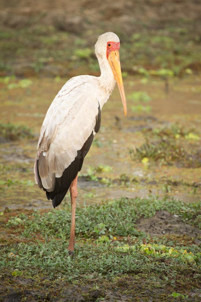 5,800 African Stork Stock Photos - Free & Royalty-Free Stock Photos ...