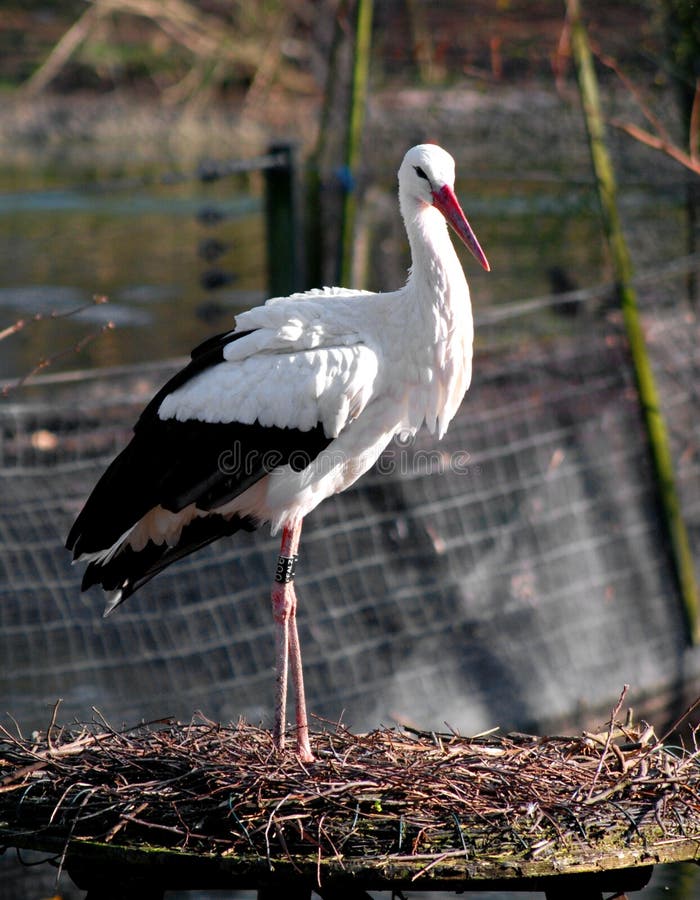 Stork stock photo. Image of bird, myth, baby, looking - 2082816