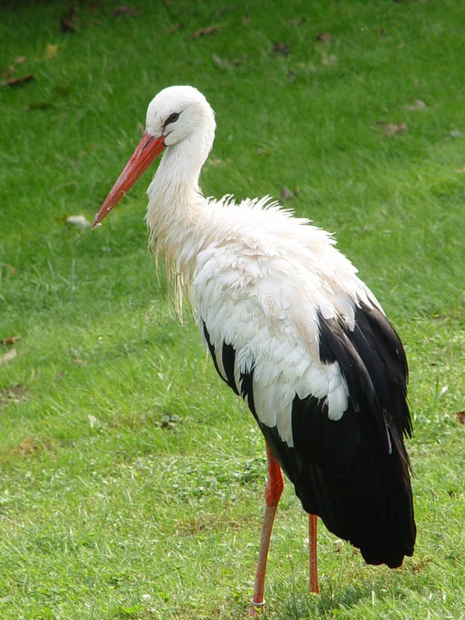 Stork stock photo. Image of storks, bird, strok, legs, birds - 27518