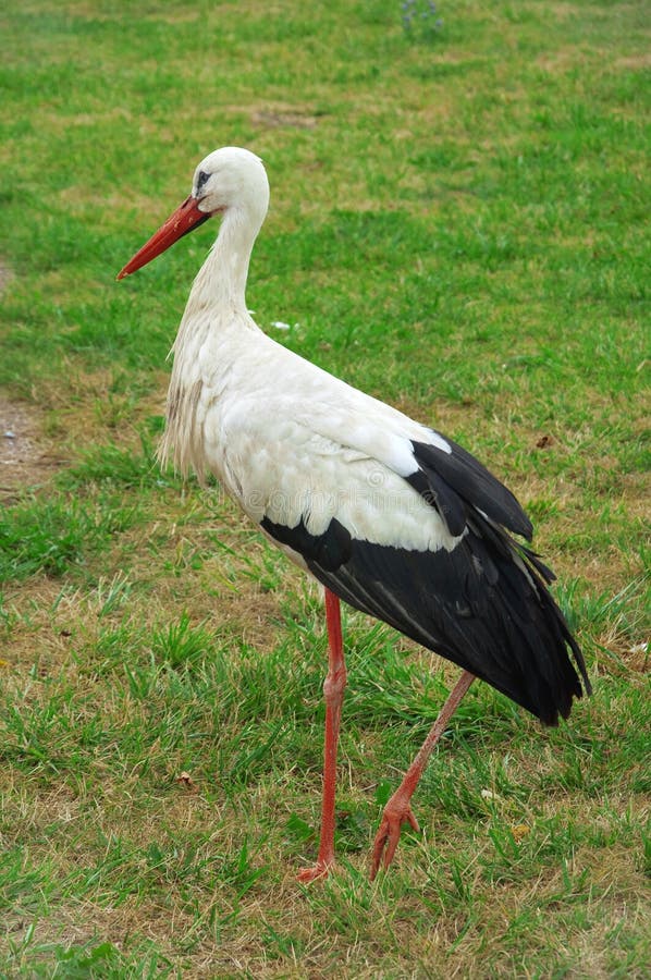 Stork stock photo. Image of travel, grass, animal, bird - 28477782