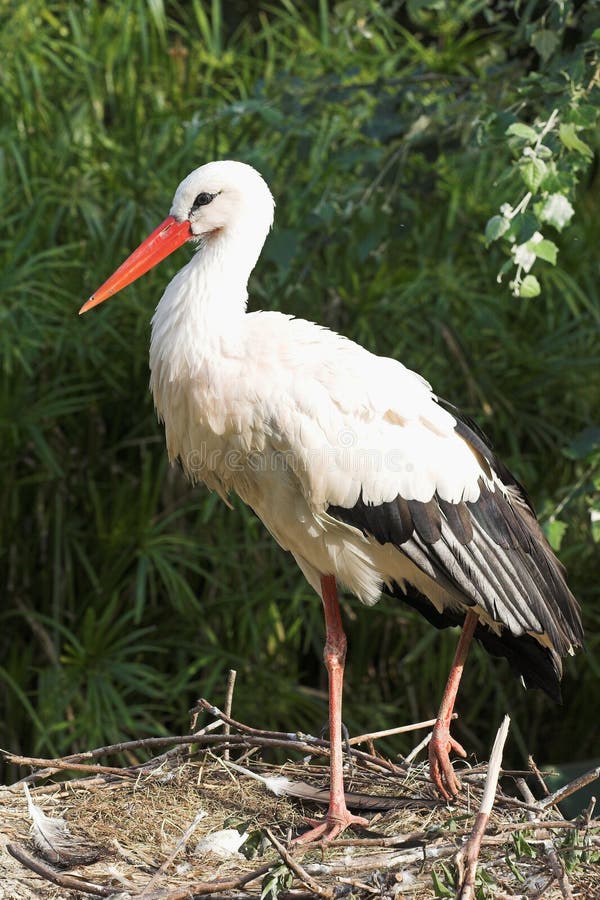 Stork stock image. Image of avian, stork, bird, park, feathers - 3370849