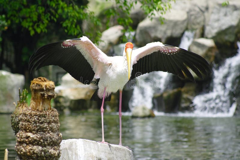 Stork stock image. Image of stork, beautiful, pond, nature - 3395223