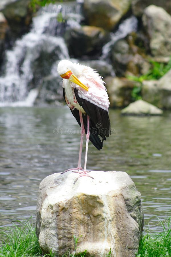Stork Picture. Image: 3395255