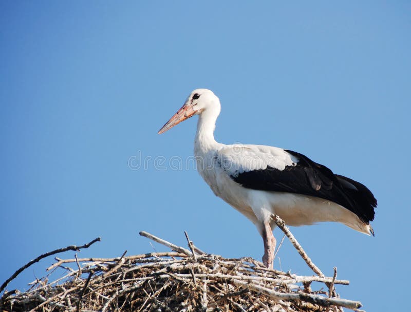 Stork, crow field stock image. Image of lifestyle, fauna - 129595497