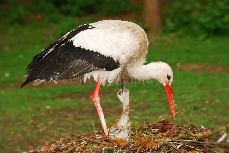 Stork stock photo. Image of bird, nature, newborn, care - 5306322