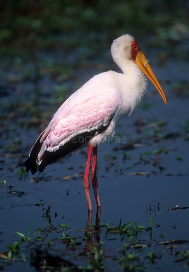 Painted stork stock image. Image of pink, flying, stork - 86451031