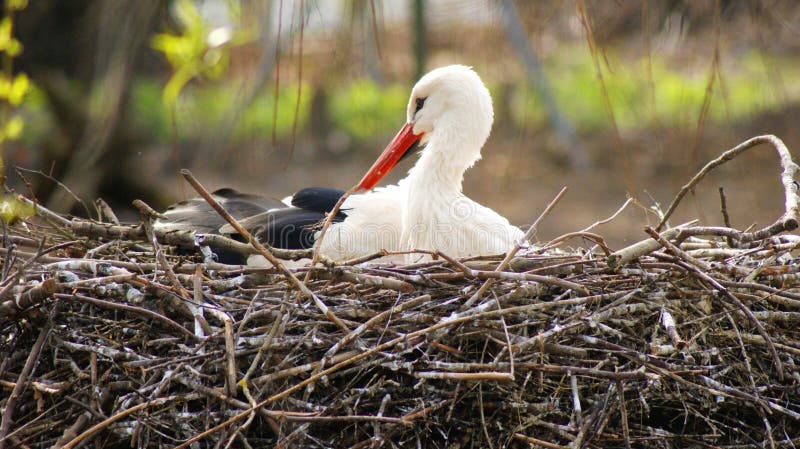 Stork med barn arkivfoto. Bild av stork, bili, bebis - 31259324