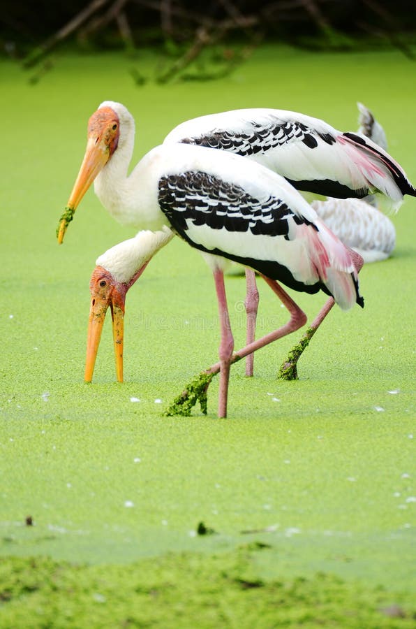 Stork stock image. Image of beak, fauna, beautiful, bill - 30896807