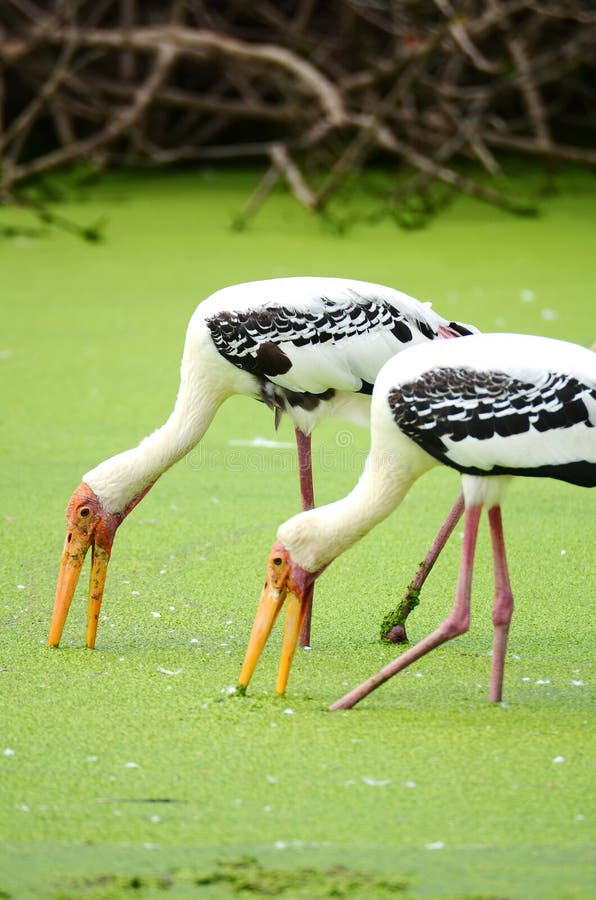 Stork stock image. Image of neck, ciconia, birdwatching - 31144507