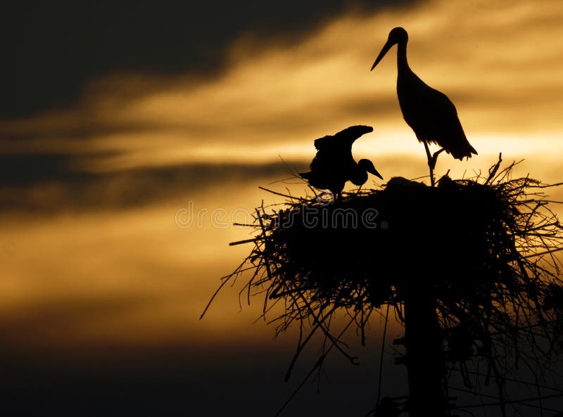 Stork with baby stock photo. Image of sunset, animal, ciconiaciconia ...