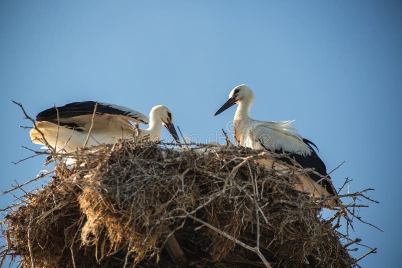 Stork with Baby Birds in the Nest Stock Image - Image of wildlife, baby ...