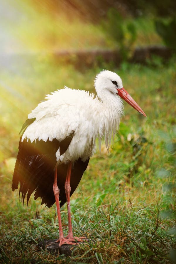 Stork on a Background of Forest Stock Image - Image of ciconia, spring ...