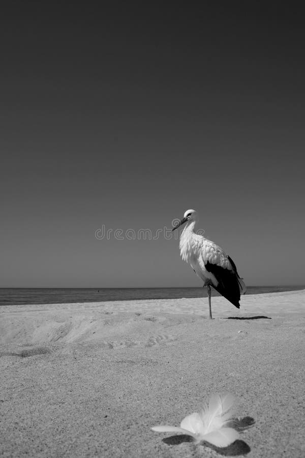 Stork in the beach stock image. Image of summer, sand - 8068637