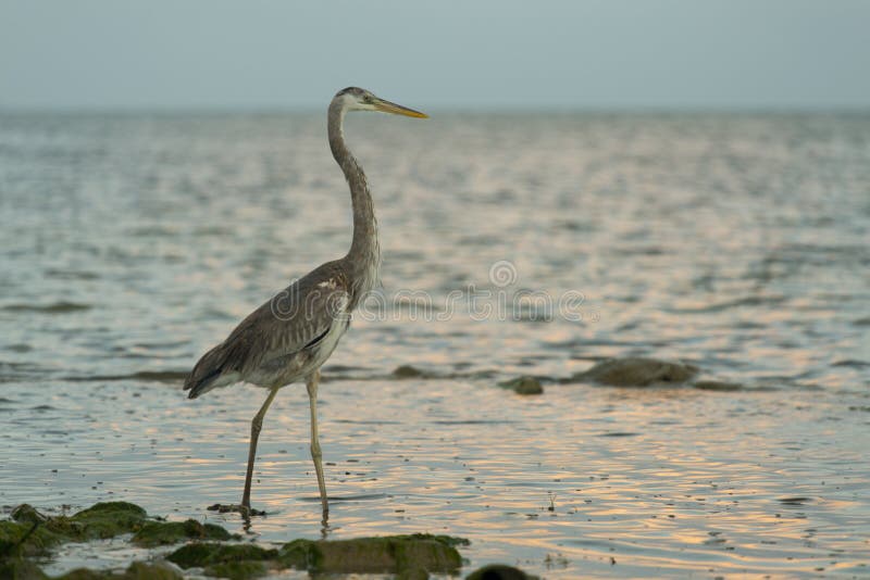 Stork on the beach stock image. Image of ecology, hunter - 61948905