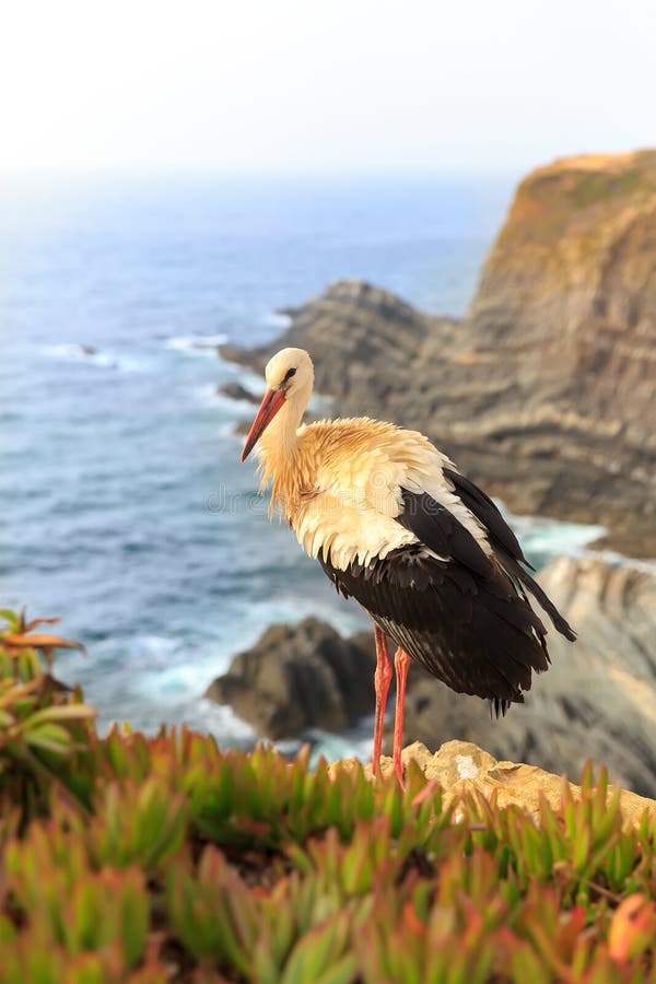 Stork on the beach stock image. Image of plants, evening - 60816883