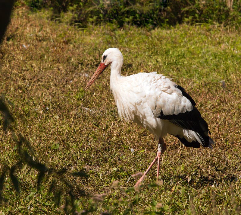 Stork bird stock image. Image of nature, grass, meadow - 22714717