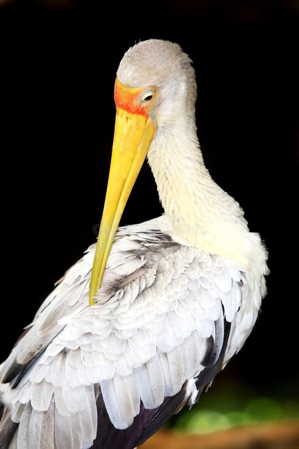 Stork bird stock photo. Image of stork, animal, bird - 24293504