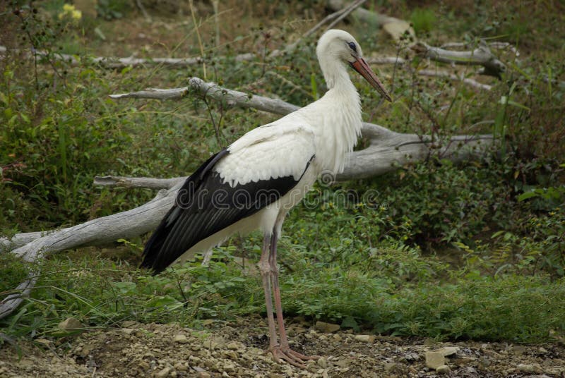 Stork bird stock image. Image of rural, single, nature - 6506403