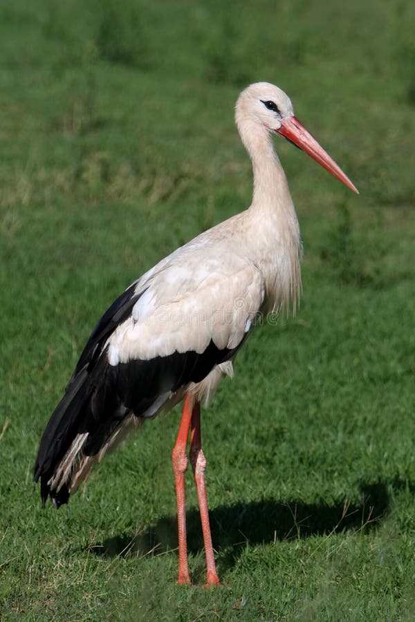 Stork Bird Royalty Free Stock Photography - Image: 7899647