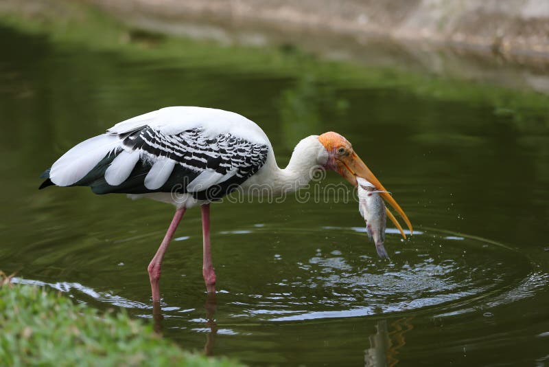 Stork stock photo. Image of view, mouth, mammal, white - 32563928
