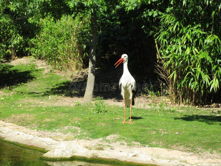 Stork stock photo. Image of stork, wildnature, cool, lonely - 81099276