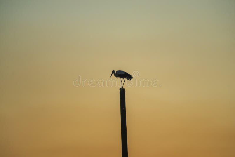 Stork Bird on the Pylon at the Sunset Stock Photo - Image of landscape ...