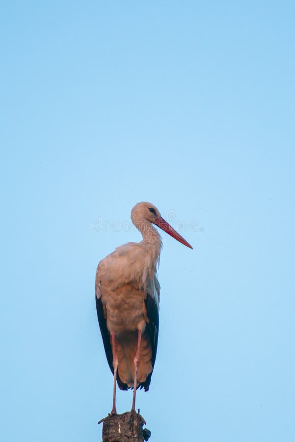 Stork Bird on the Pylon at the Sunset Stock Photo - Image of mounnains ...