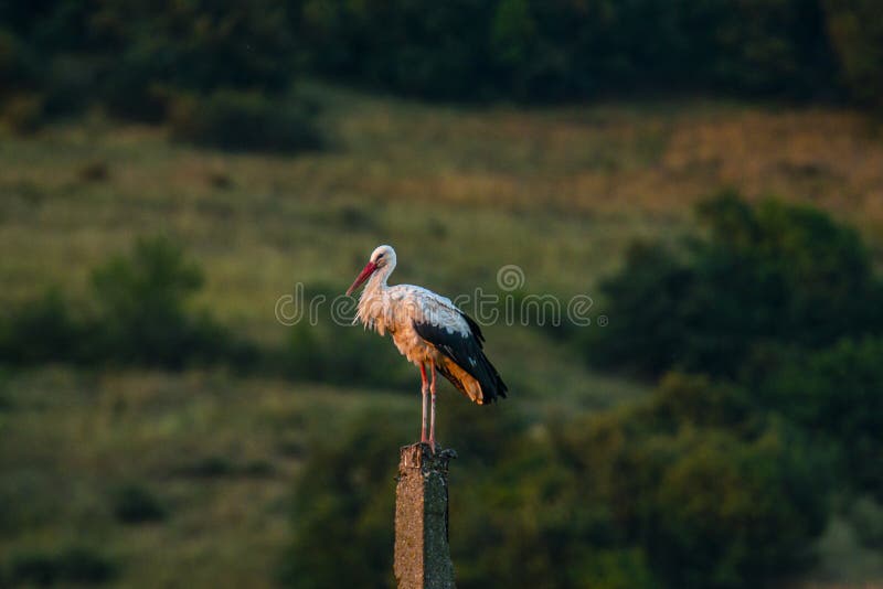 Stork Bird on the Pylon at the Sunset Stock Photo - Image of chalkidiki ...