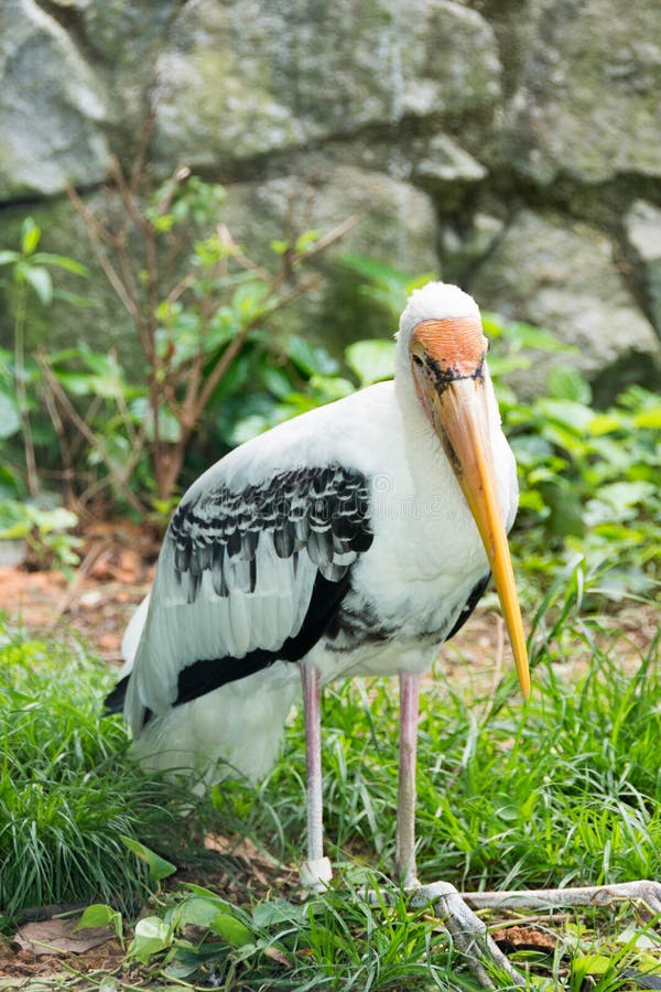Stork bird resting stock image. Image of fauna, europe - 97809619