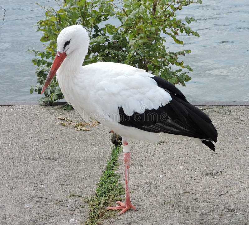 Stork bird stock photo. Image of stork, nature, feathers - 44079834