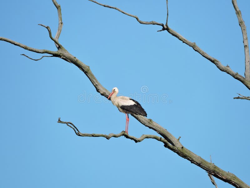 Stork bird on tree branch stock photo. Image of bird - 54219860