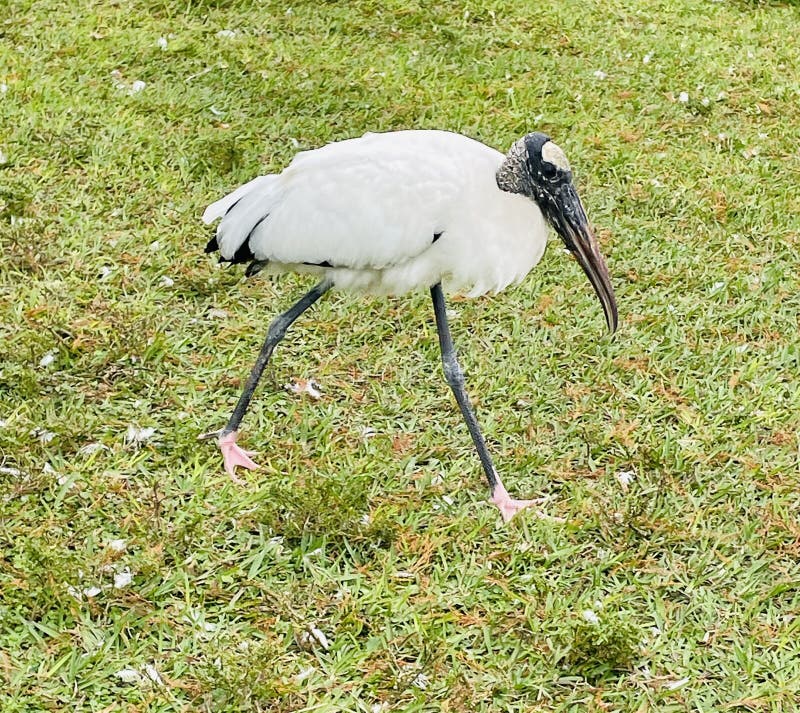 The Stork Bird is Walking in the Grassy Area Stock Photo - Image of ...