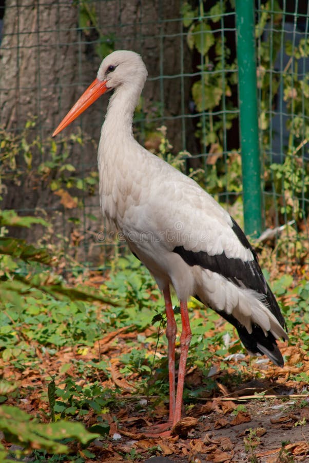 Stork bird in a zoo stock photo. Image of zoopark, stork - 79935604