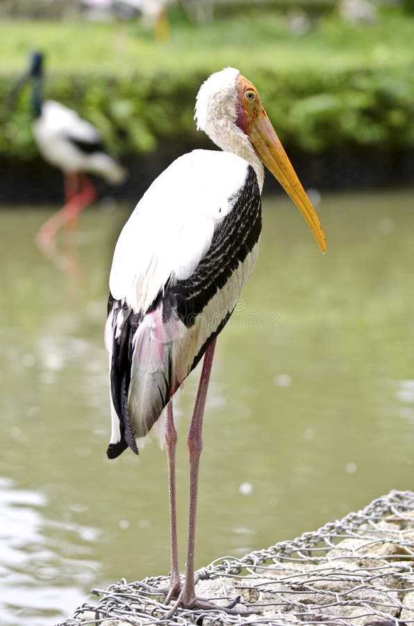 Stork birds stock photo. Image of fishing, center, closeup - 21716422