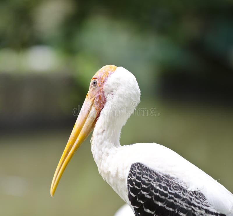 Stork birds stock image. Image of legs, feeding, huge - 21716433