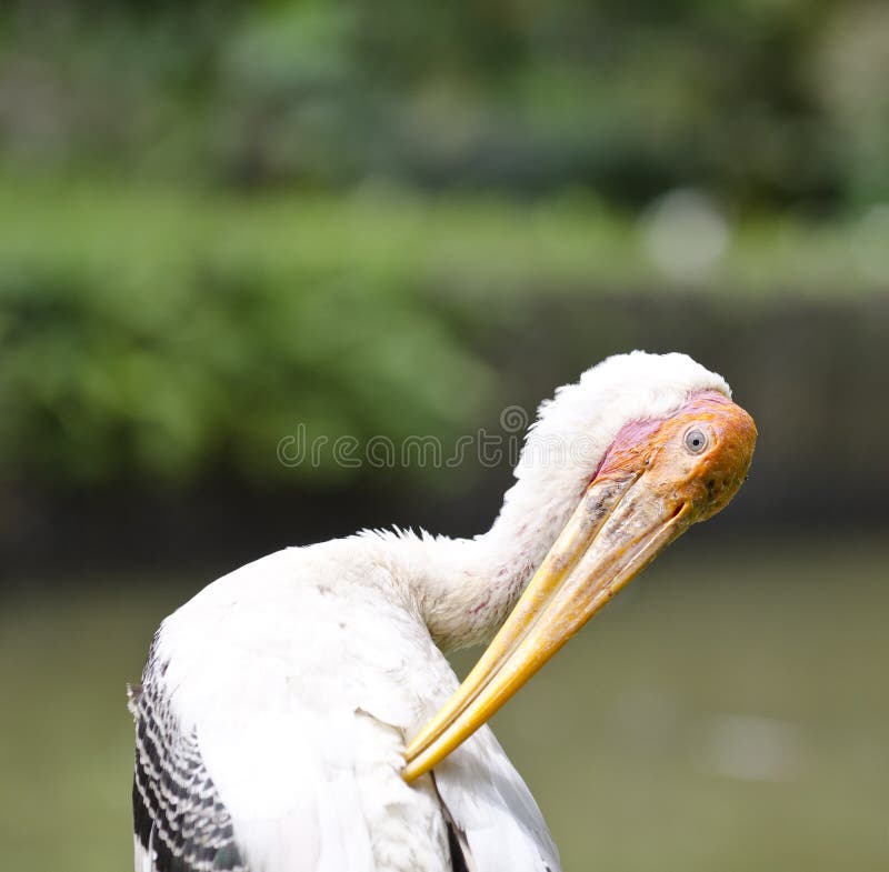 Stork birds stock image. Image of calm, migrate, fishing - 21716451