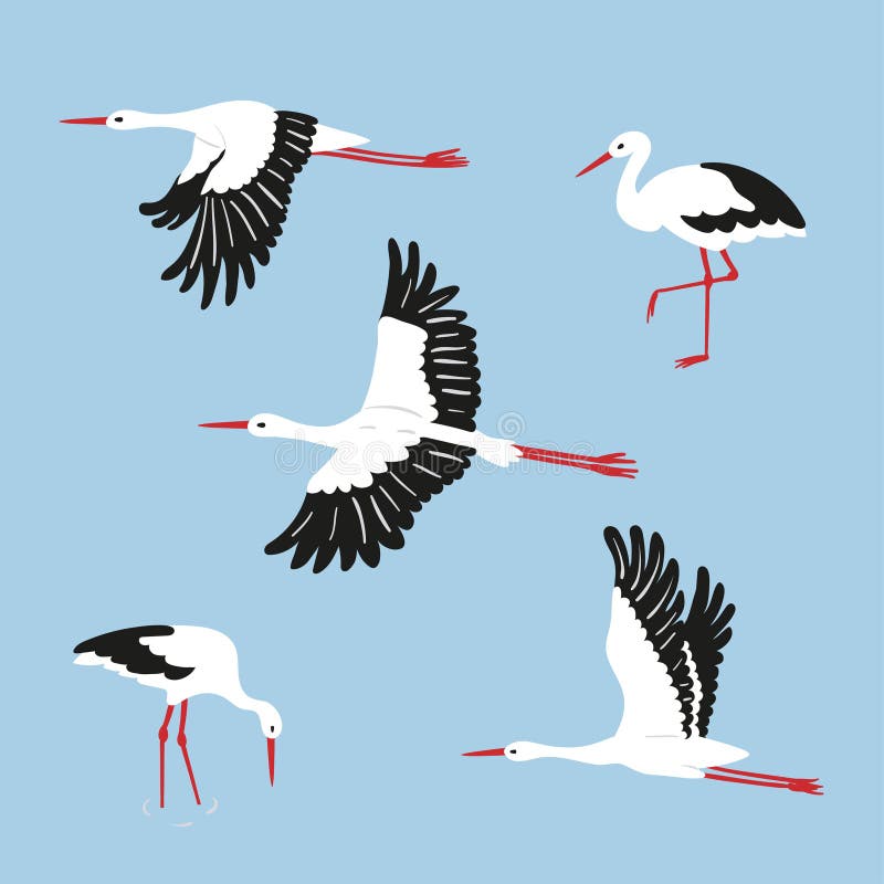 Storks Birds Stock Illustrations – 469 Storks Birds Stock Illustrations ...