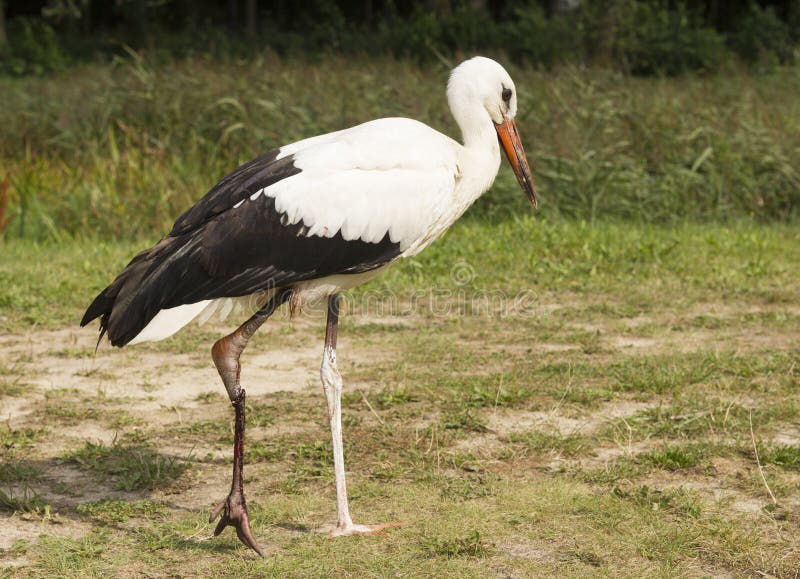 1,269 Stork Leg Photos - Free & Royalty-Free Stock Photos from Dreamstime