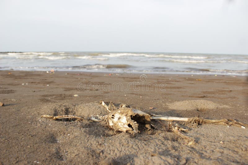 Stork carcass stock photo. Image of global, outdoor - 235105368
