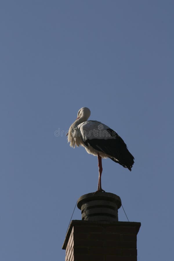 Stork in a chimney stock image. Image of nest, flight - 143577391