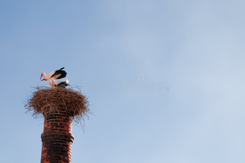 Stork on a chimney stock image. Image of birds, stork - 17025519