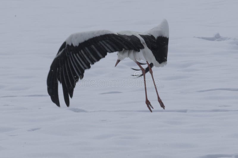 Stork in a Winter Landscape Stock Image - Image of snowy, storks: 211991447