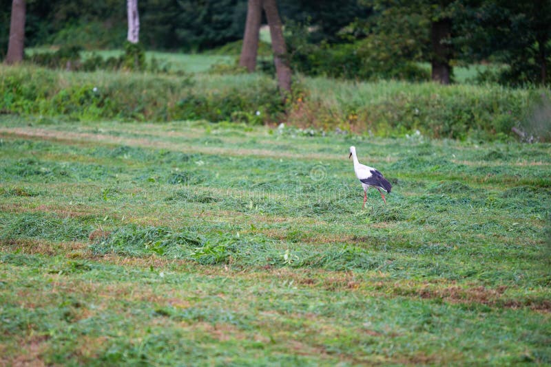 Stork is Collecting Food in a Field Stock Photo - Image of animal, neck ...