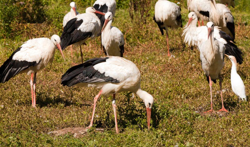 Stork colony stock image. Image of stork, habitat, group - 32380011