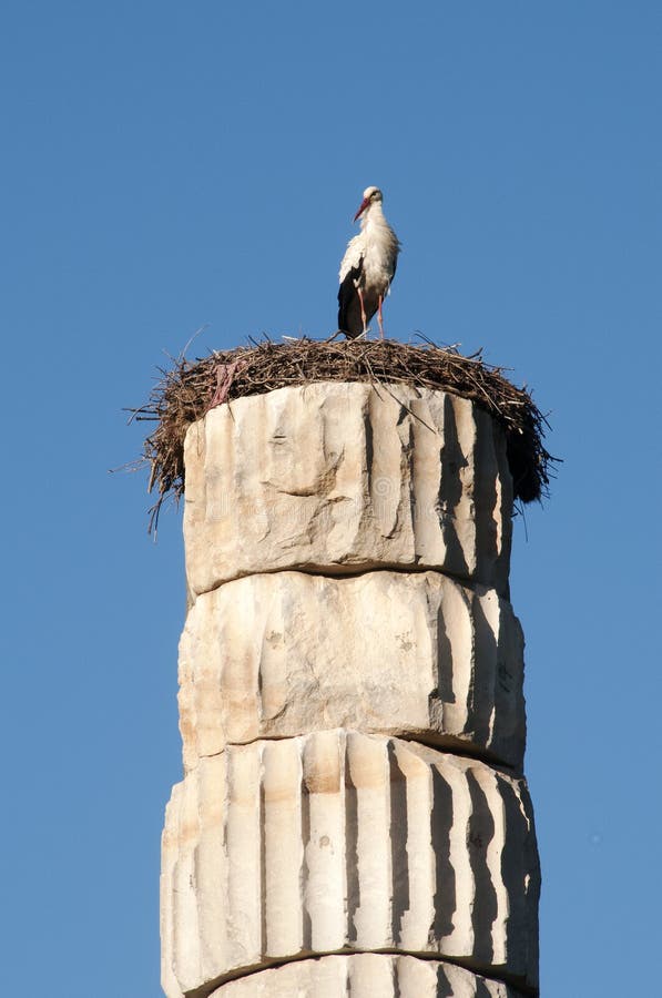 Stork on Column, Ephesus, Turkey Stock Photo - Image of ruins ...