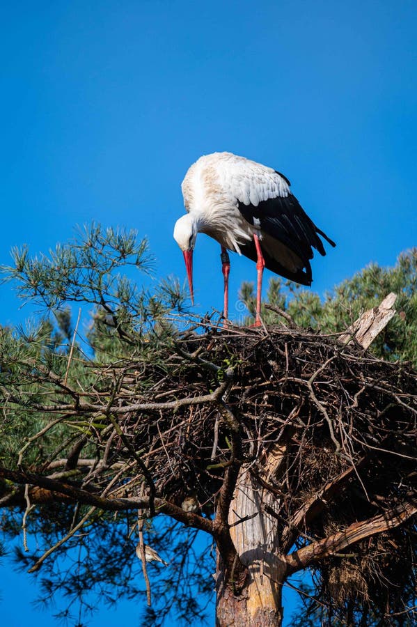 A Stork is Disturbed by Sparrows Nesting Under Its Nest Stock Photo ...