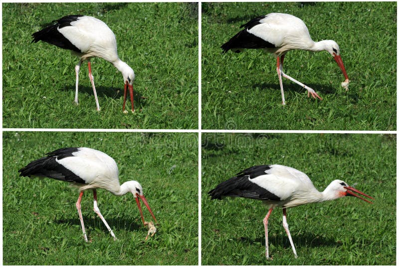 A White Stork Eating A Fish On Its Mouth In A Lake Stock Image - Image ...